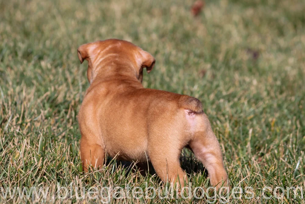 RC Cooper — Bluegate Bulldogs