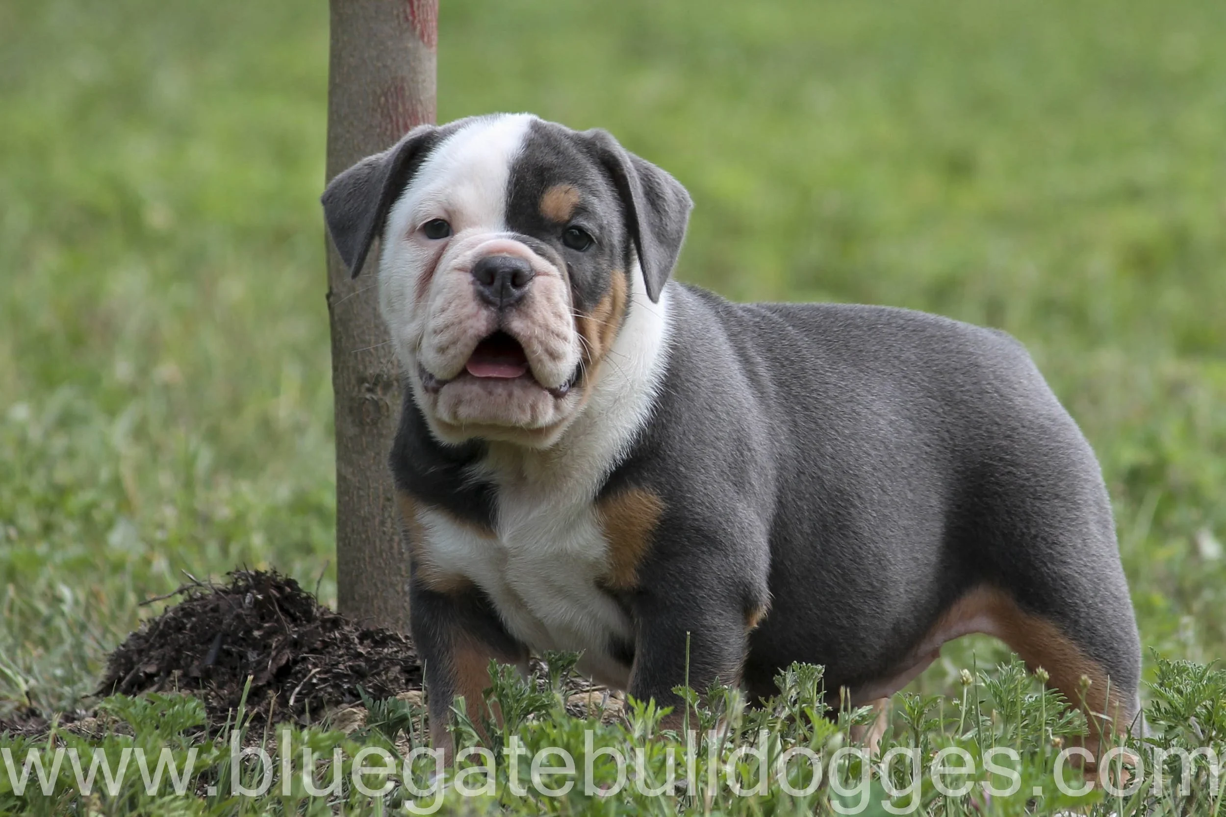 Available Puppies — Bluegate Bulldogs