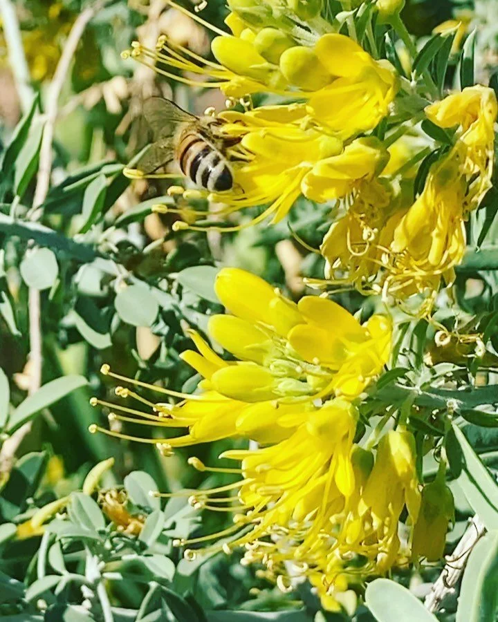 Volunteer — Goin Native