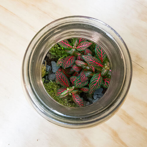 Hand Made Closed Terrariums — Jungle Botanics