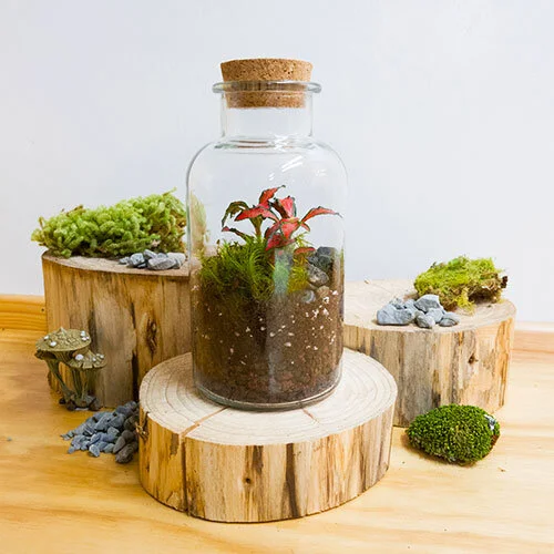 Hand Made Closed Terrariums — Jungle Botanics