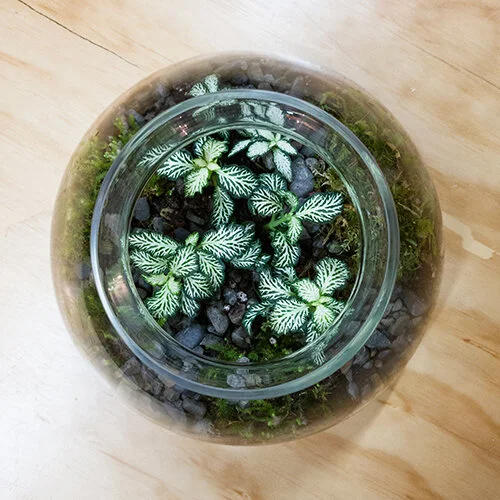 Rainforest Terrarium — Jungle Botanics