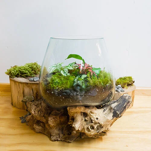 Extra Large Teardrop Terrarium — Jungle Botanics