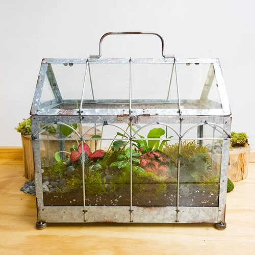 Extra Large Teardrop Terrarium — Jungle Botanics