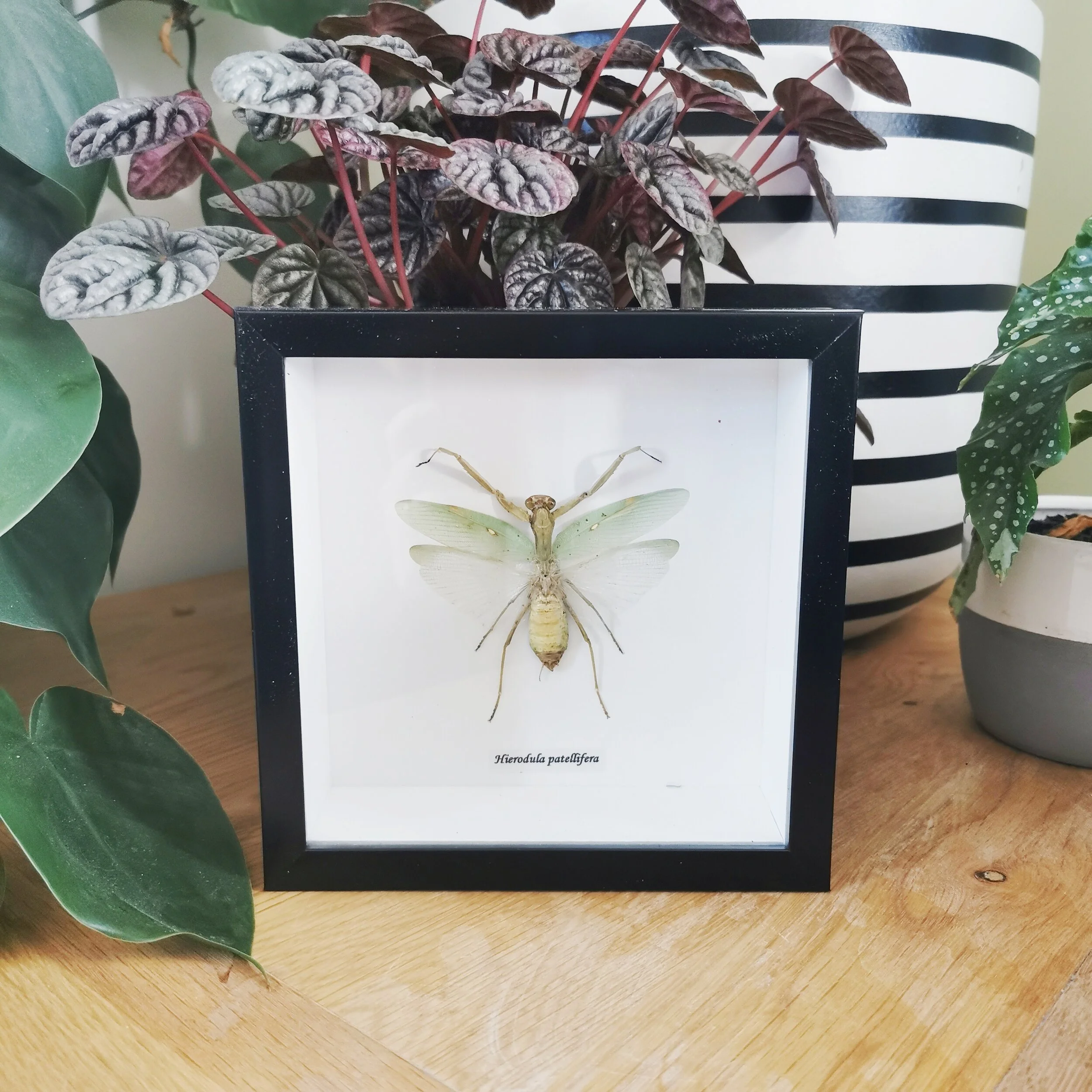 Framed Insects — Jungle Botanics