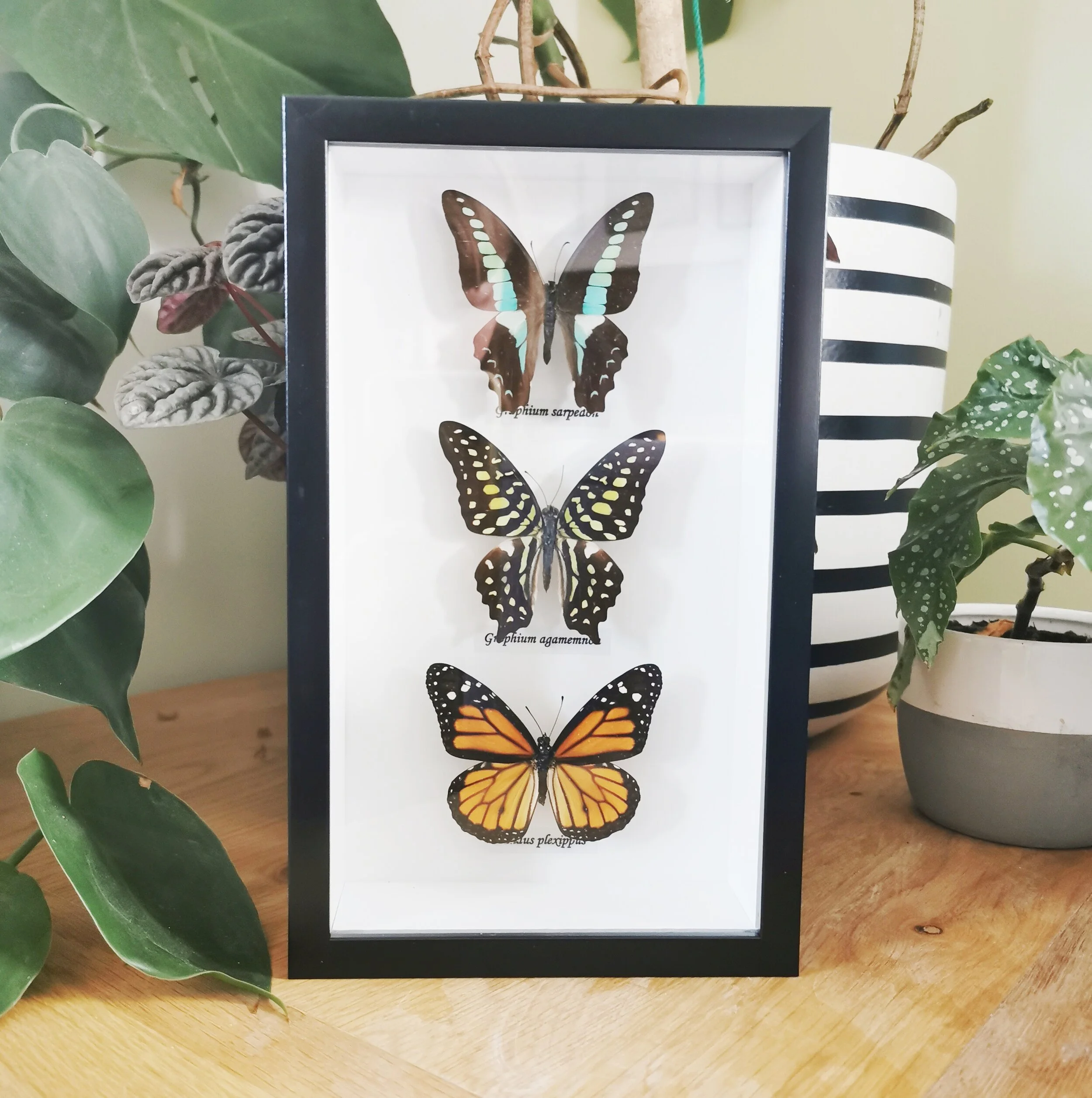 Framed Insects — Jungle Botanics
