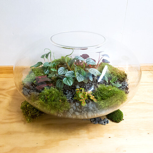 Extra Large Teardrop Terrarium — Jungle Botanics