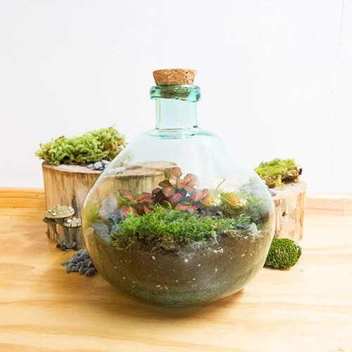 Fairy Forest Terrarium — Jungle Botanics