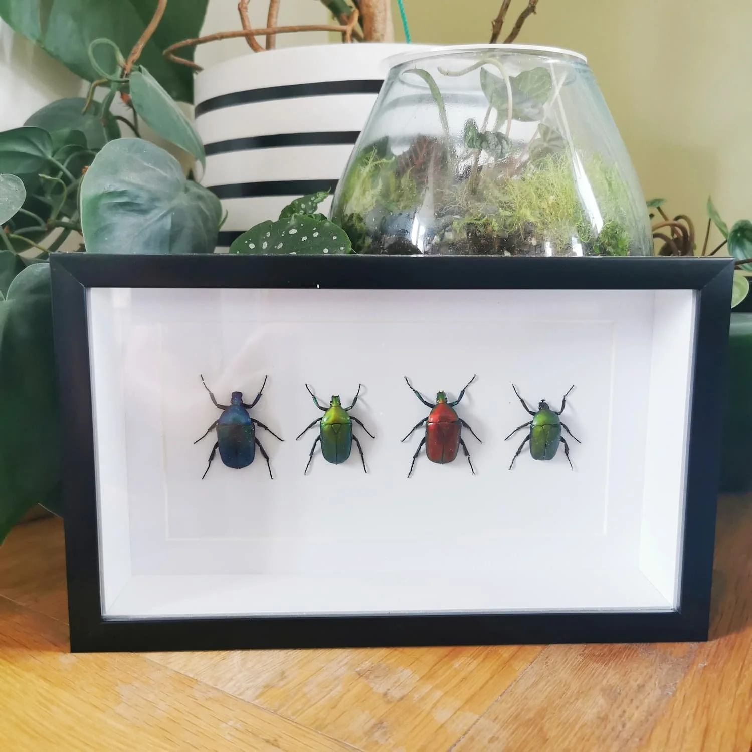 Framed Insects — Jungle Botanics