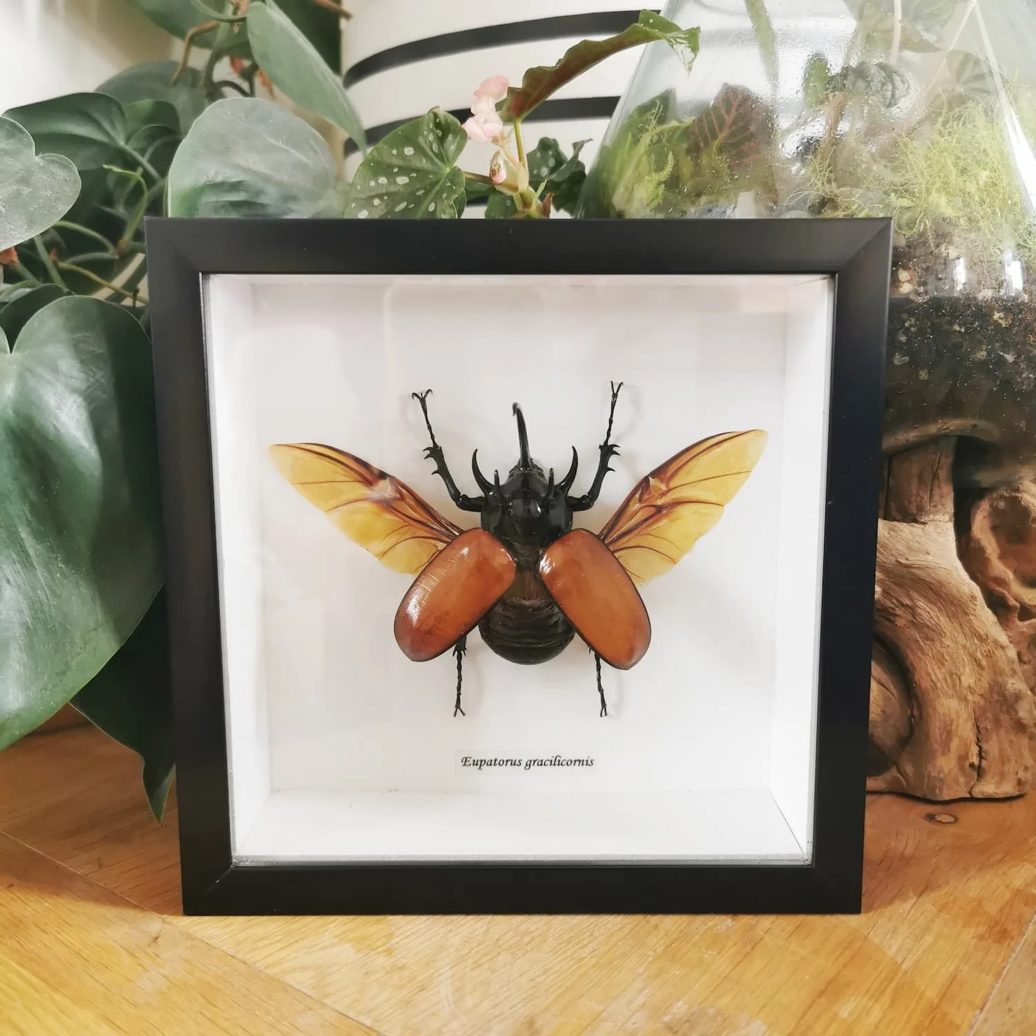 Framed Insects — Jungle Botanics
