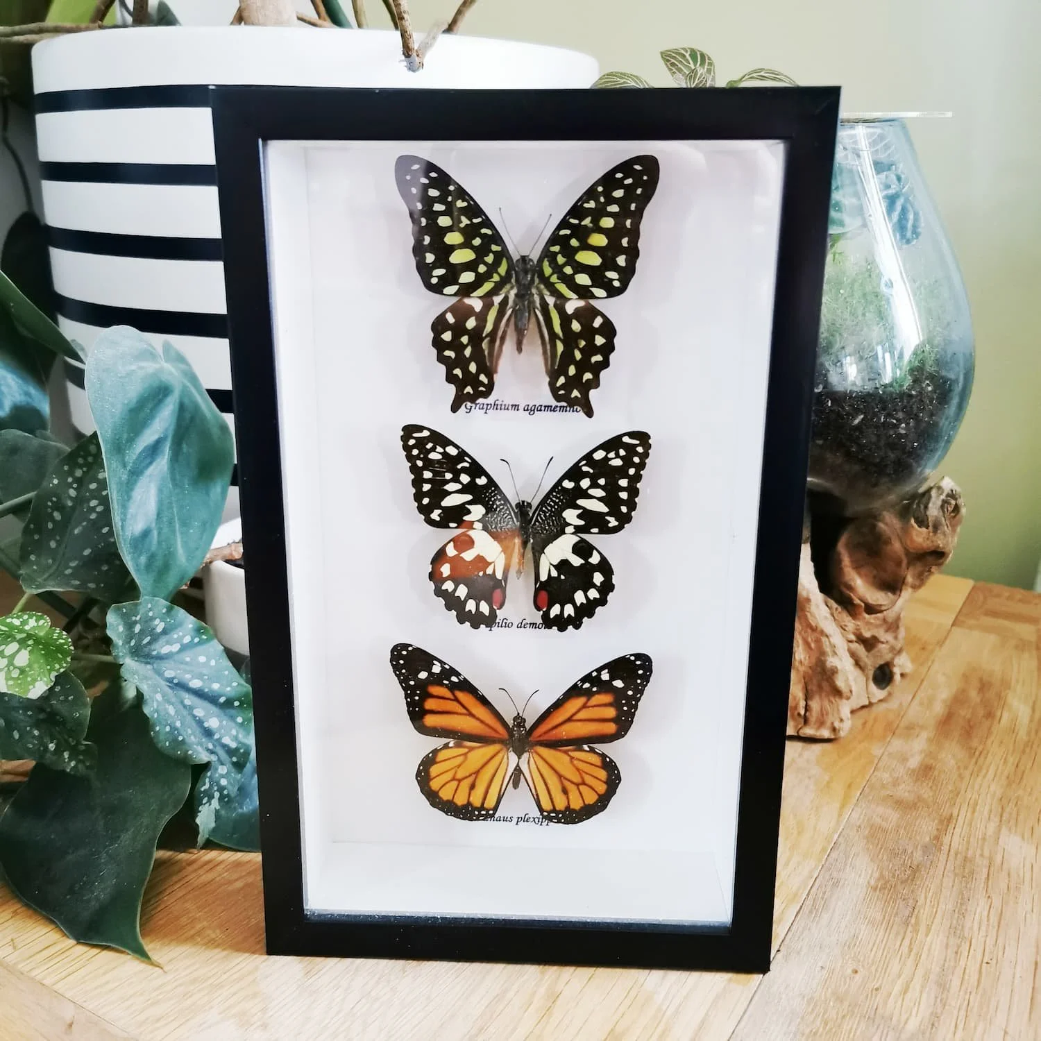 Framed Insects — Jungle Botanics