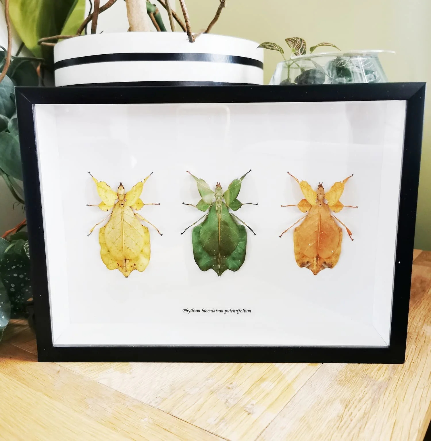 Framed Insects — Jungle Botanics