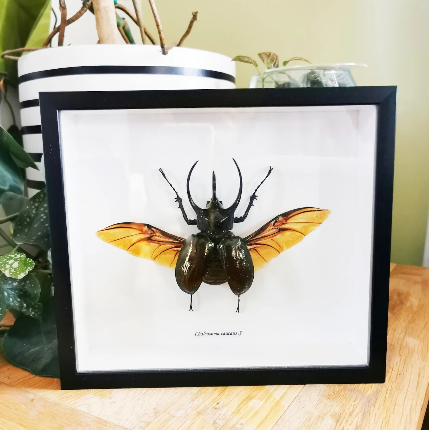 Framed Insects — Jungle Botanics