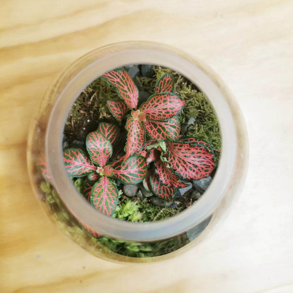 Rainforest Terrarium — Jungle Botanics
