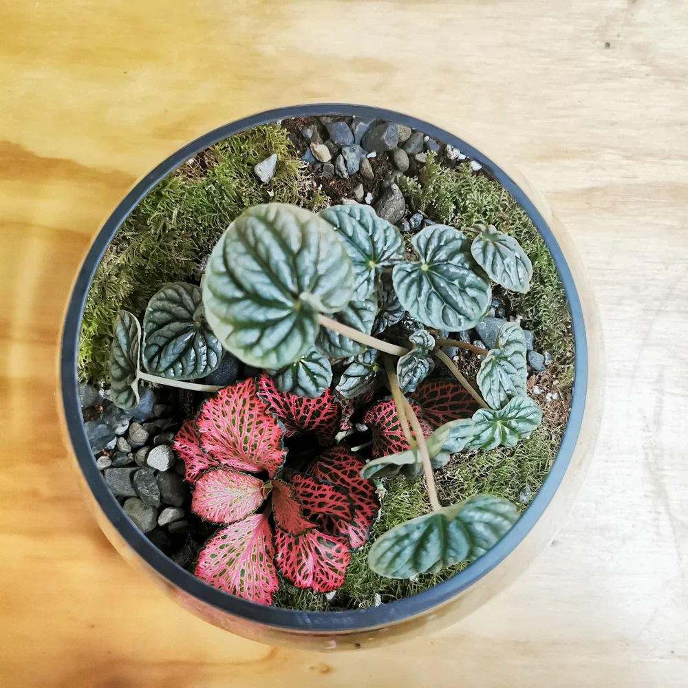 Forest Floor Terrarium — Jungle Botanics