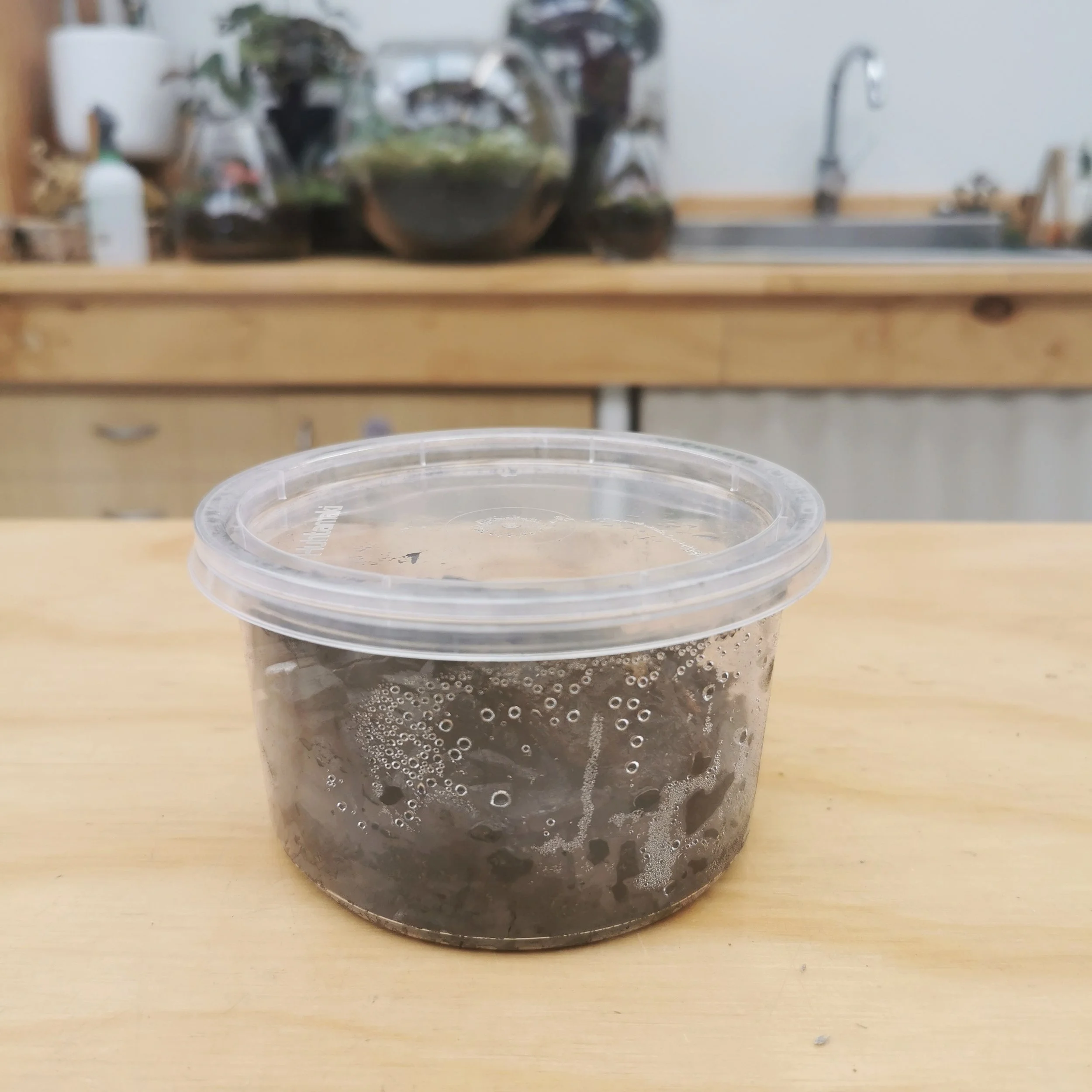 Springtail Starter Culture — Jungle Botanics