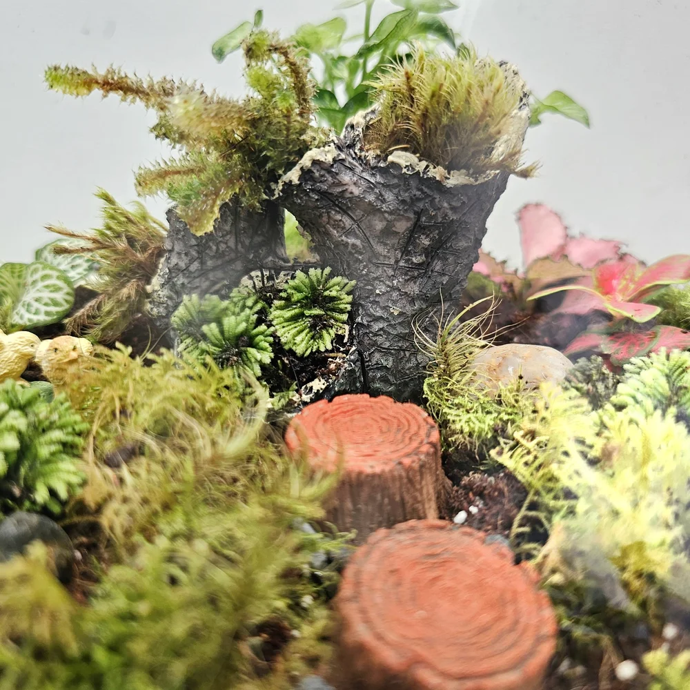 Extra Large Teardrop Terrarium — Jungle Botanics