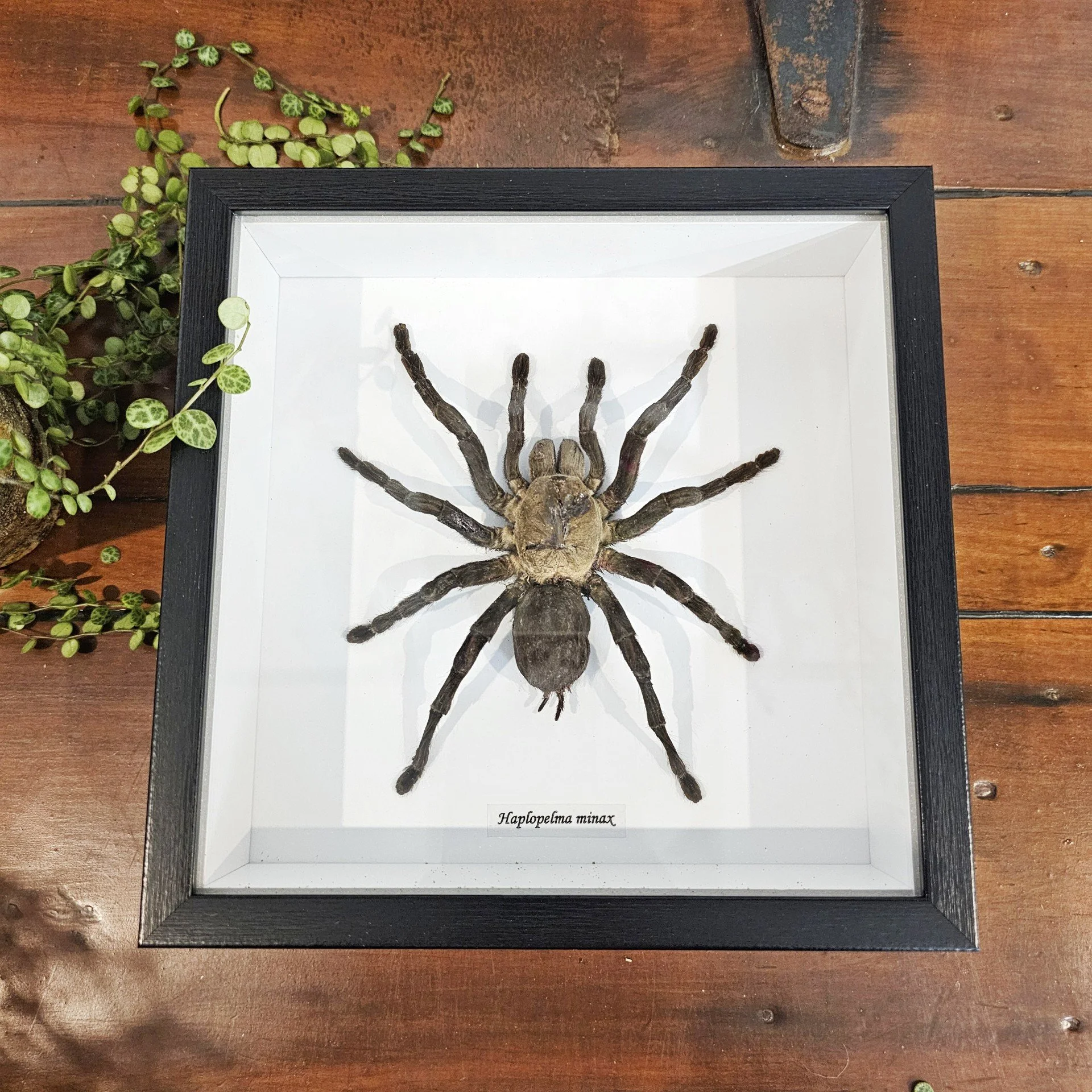 Framed Insects — Jungle Botanics