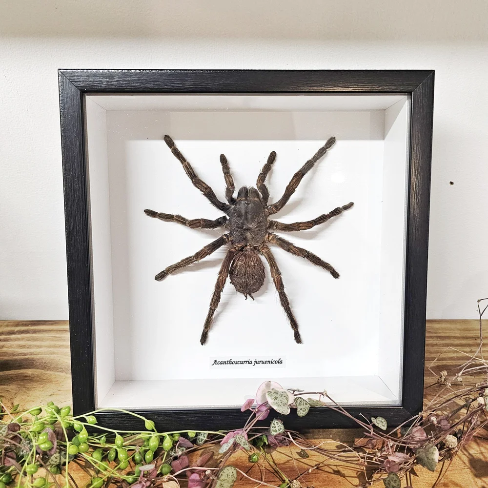 Framed Insects — Jungle Botanics