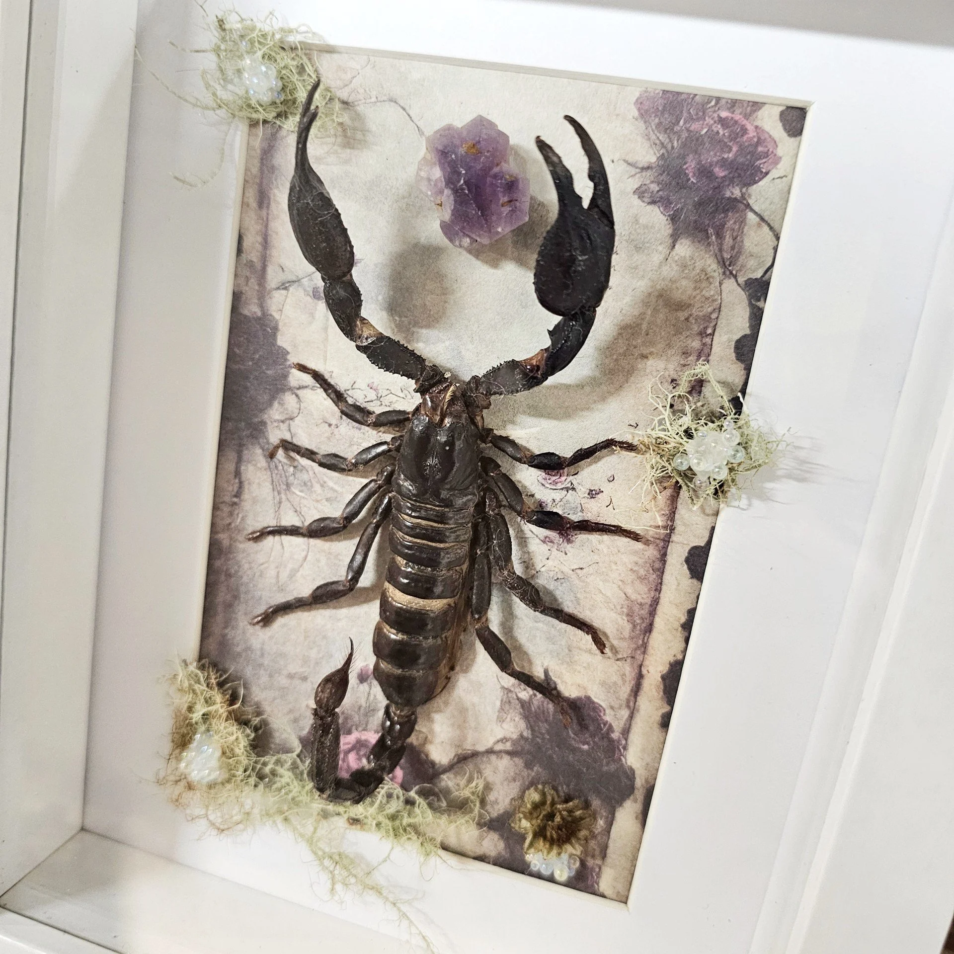 Framed Insects — Jungle Botanics
