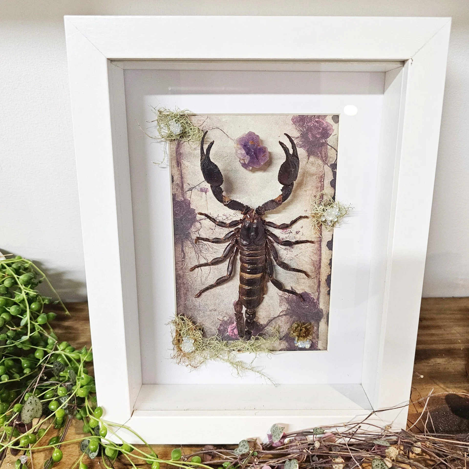 Framed Insects — Jungle Botanics