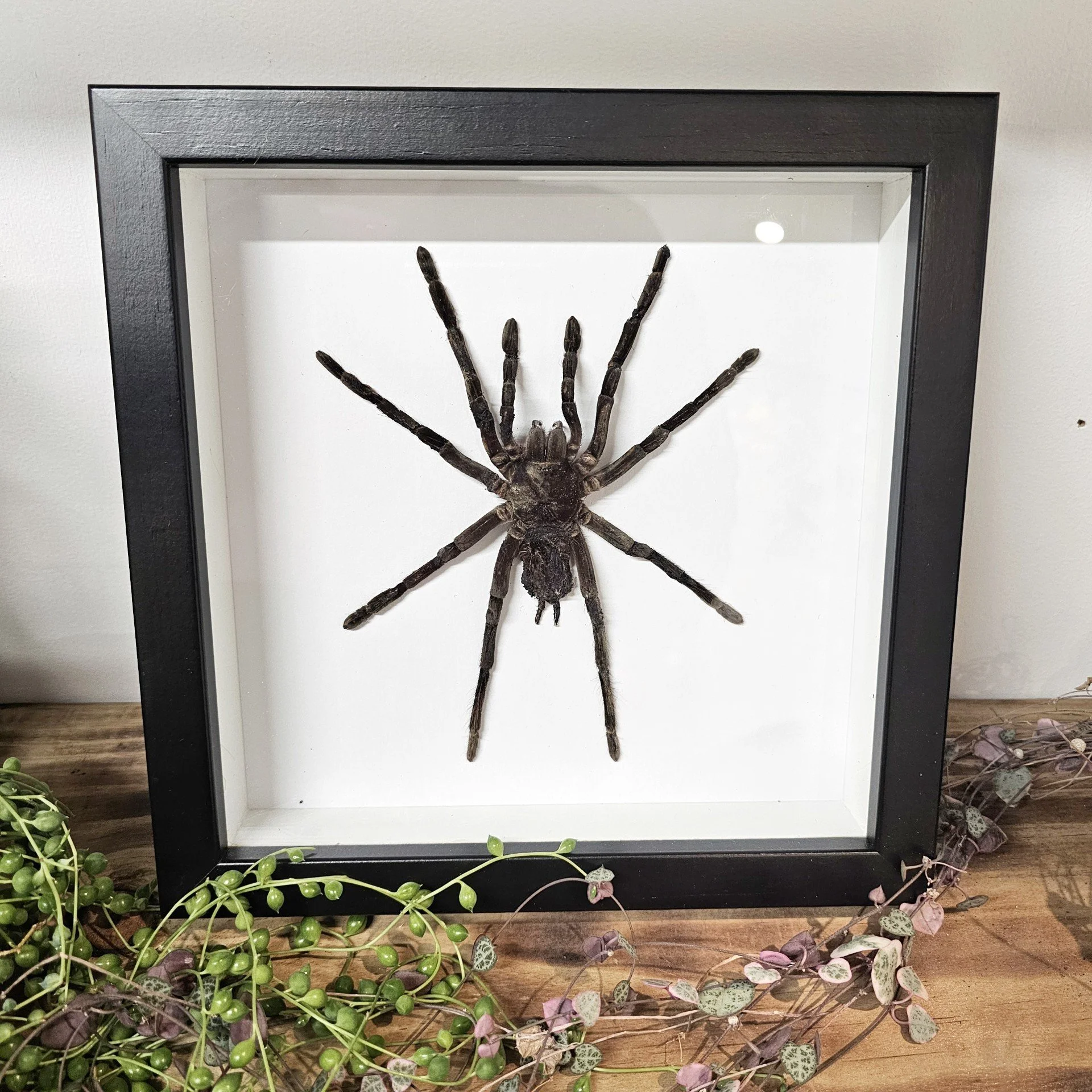 Framed Insects — Jungle Botanics