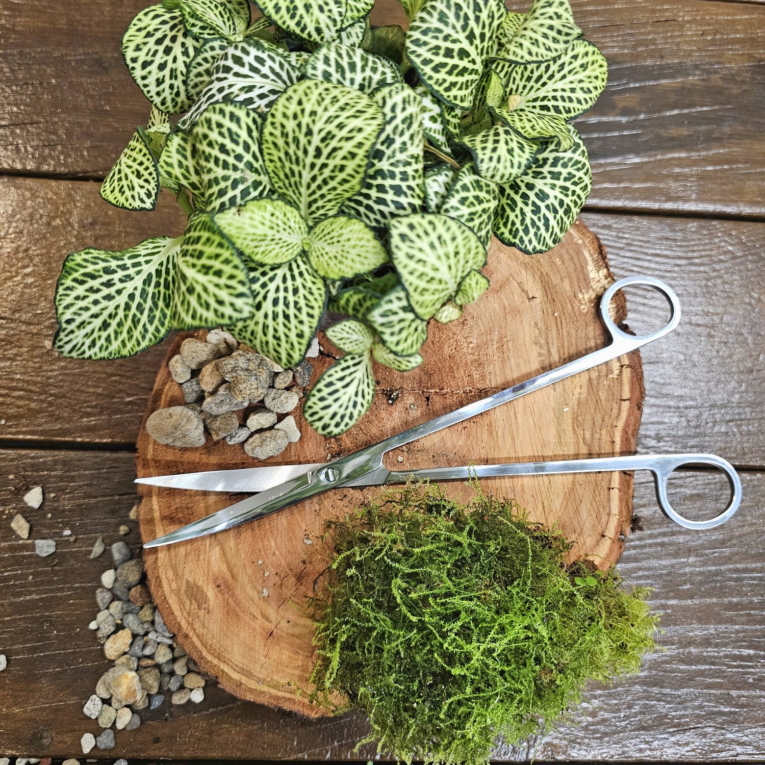 Terrarium Tools — Jungle Botanics