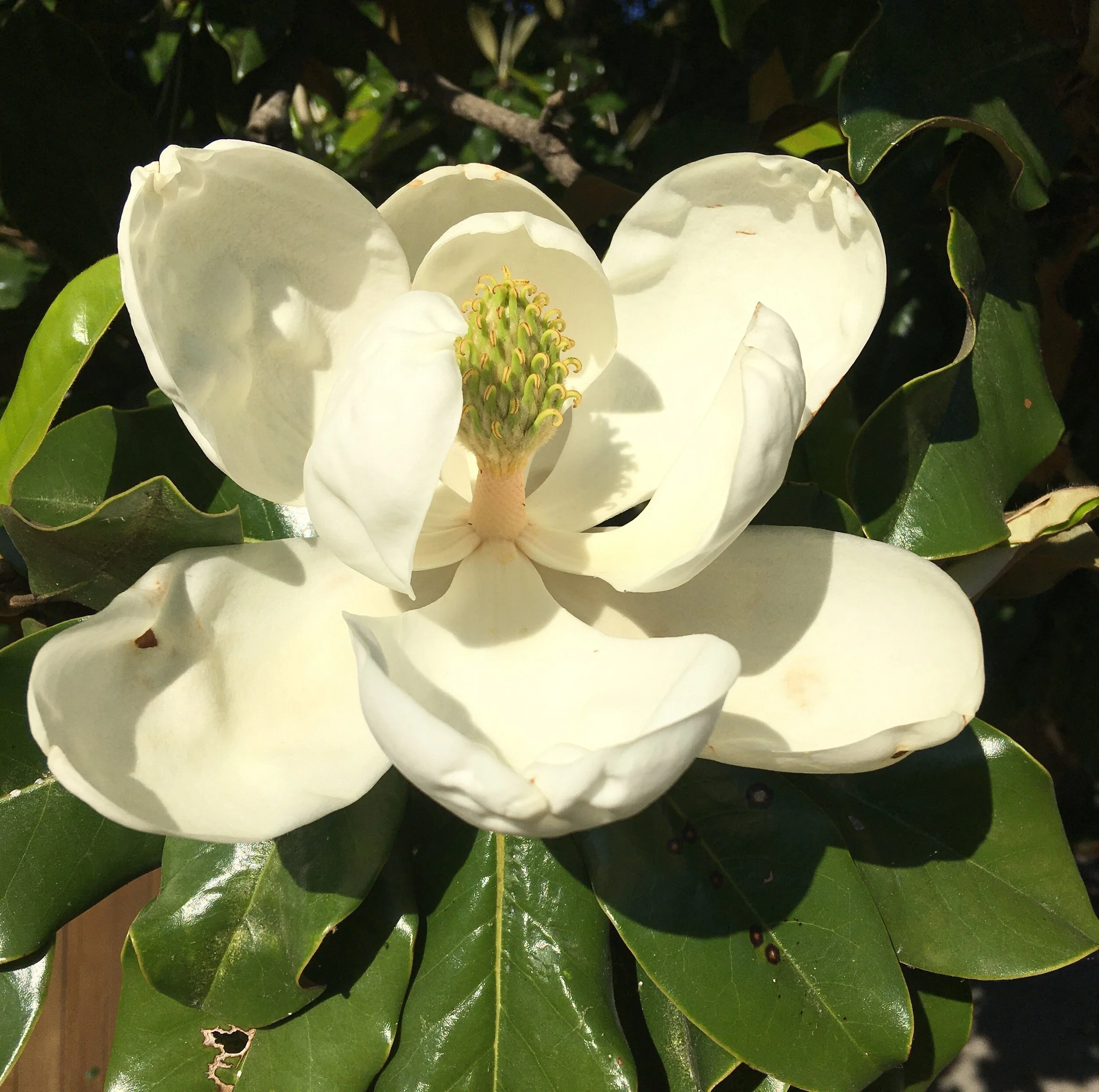 Clinical Services — CRESCENT BLOOM CONSULTING