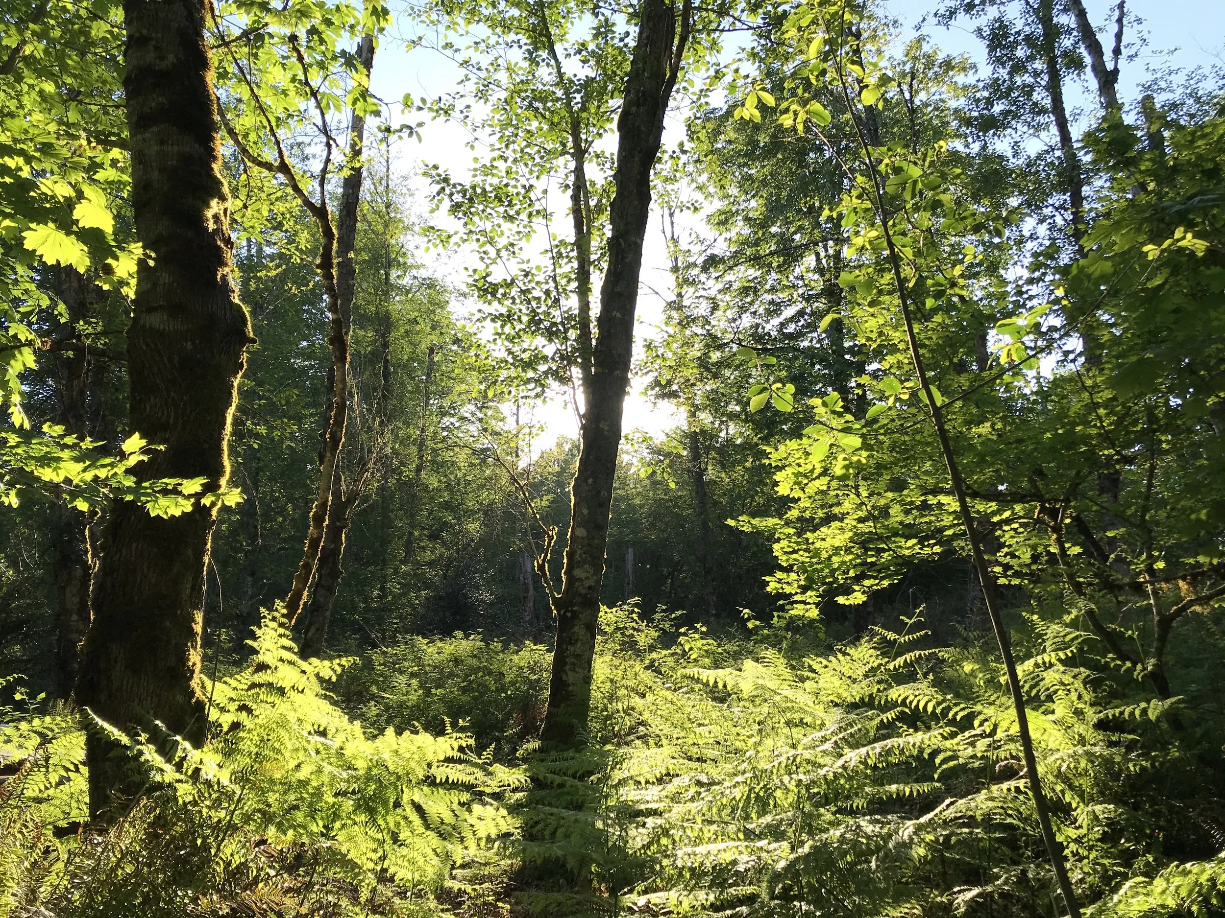 Forest School — Natural Learning Northwest