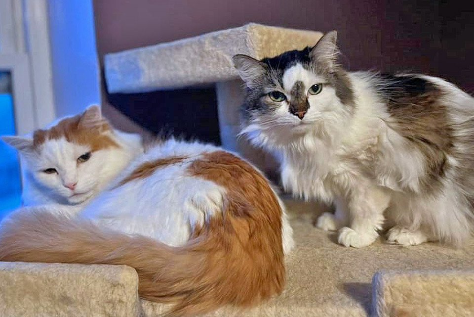 CATSA - Refined Feline Design for Cat Lovers