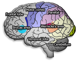 qEEG Brain Mapping — SWITCH