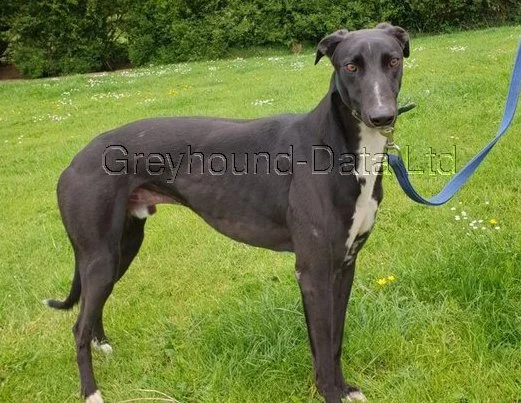 Retired Greyhounds South Lakes (RGSL) - Independent charity focused on ...