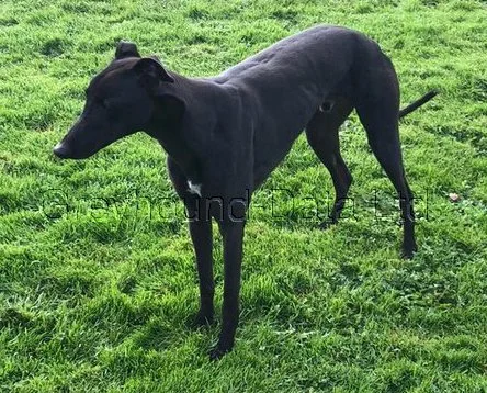 GREYHOUNDS LOOKING FOR HOMES — Retired Greyhounds South Lakes
