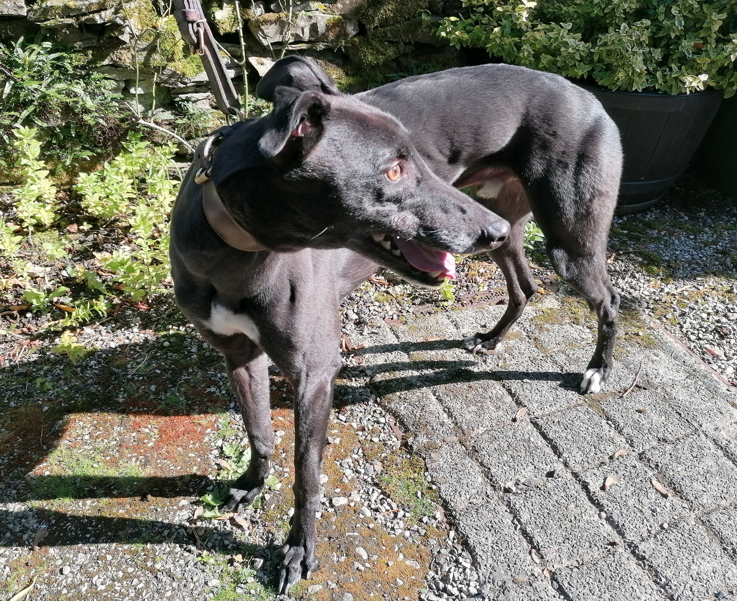 Greyhounds looking for homes at Retired Greyhounds South Lakes (RGSL ...