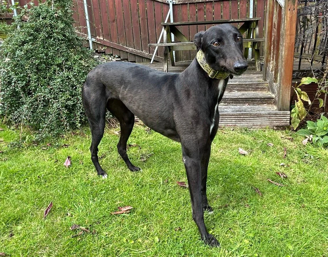 Greyhounds looking for homes at Retired Greyhounds South Lakes (RGSL ...