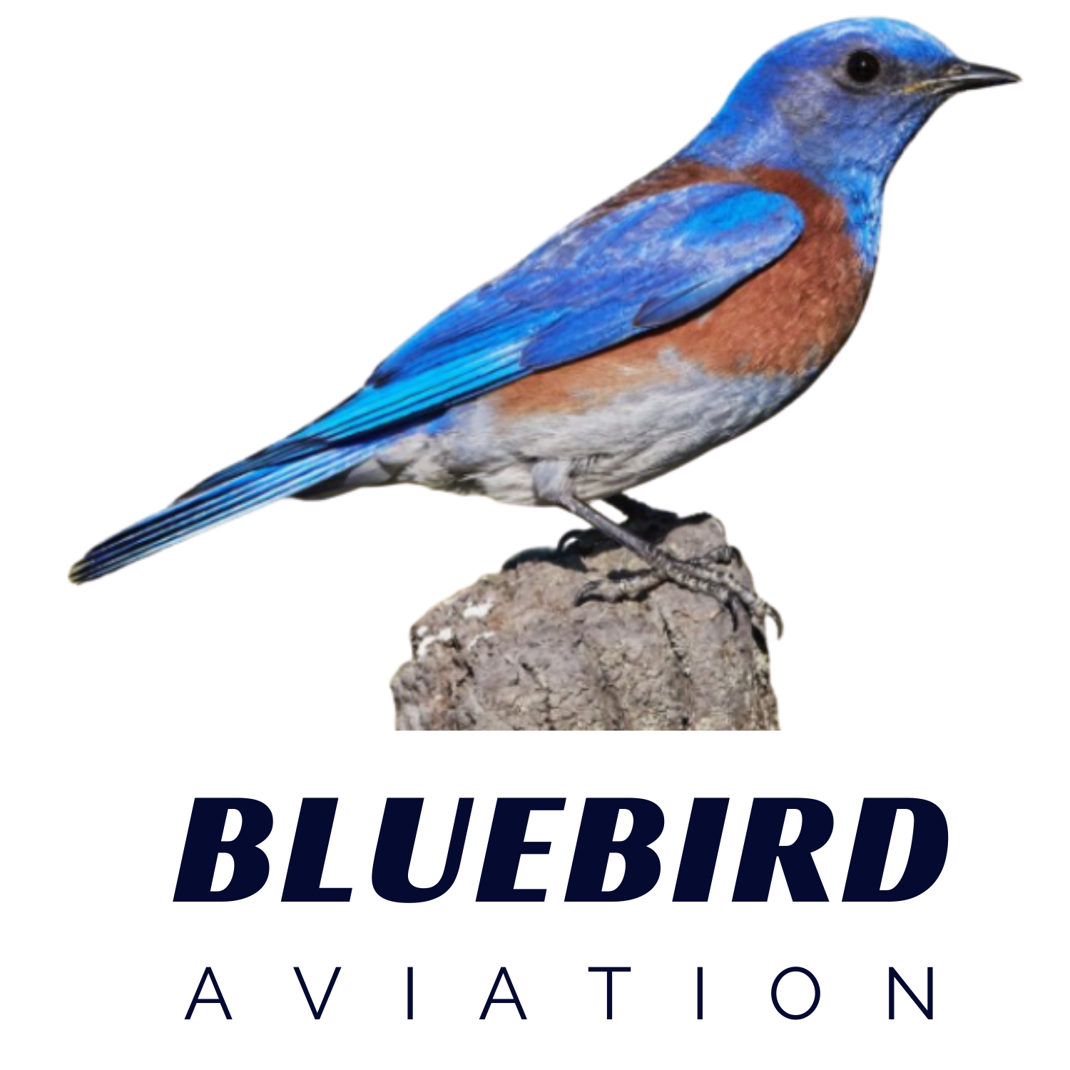 Blue Bird Logos