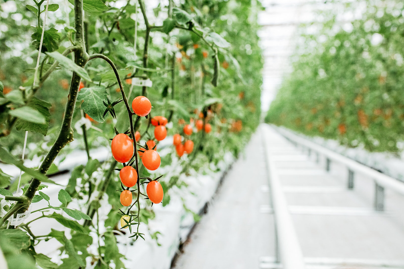 Kentucky Fresh Harvest