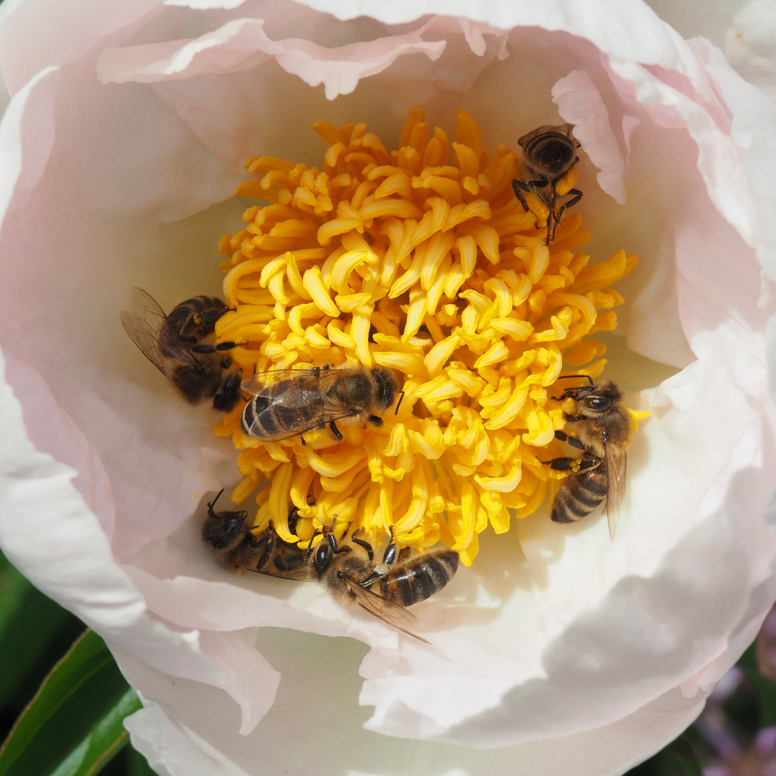 Buzz About Bees — Ariel's Honey Infusions