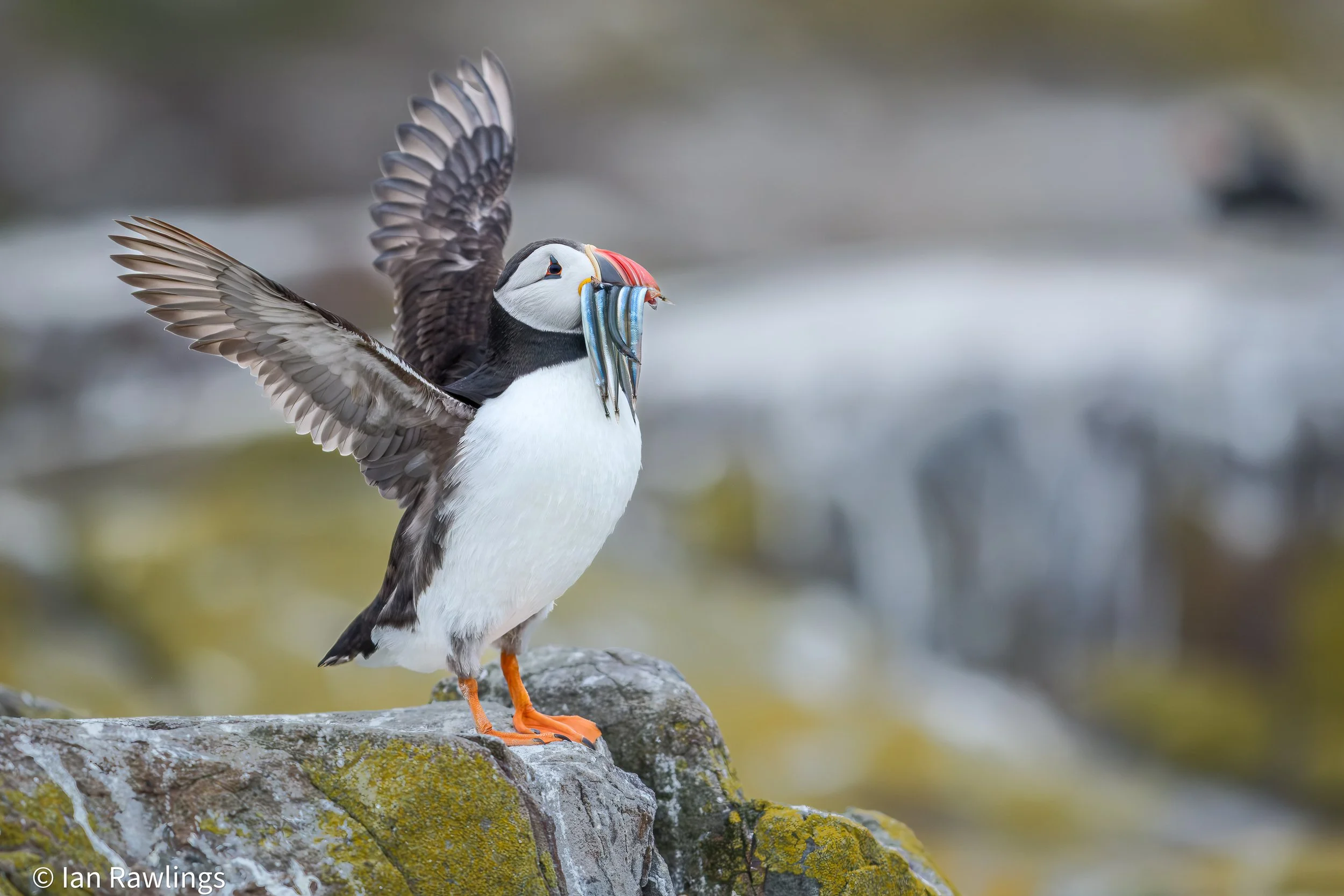 Ian Rawlings Photography