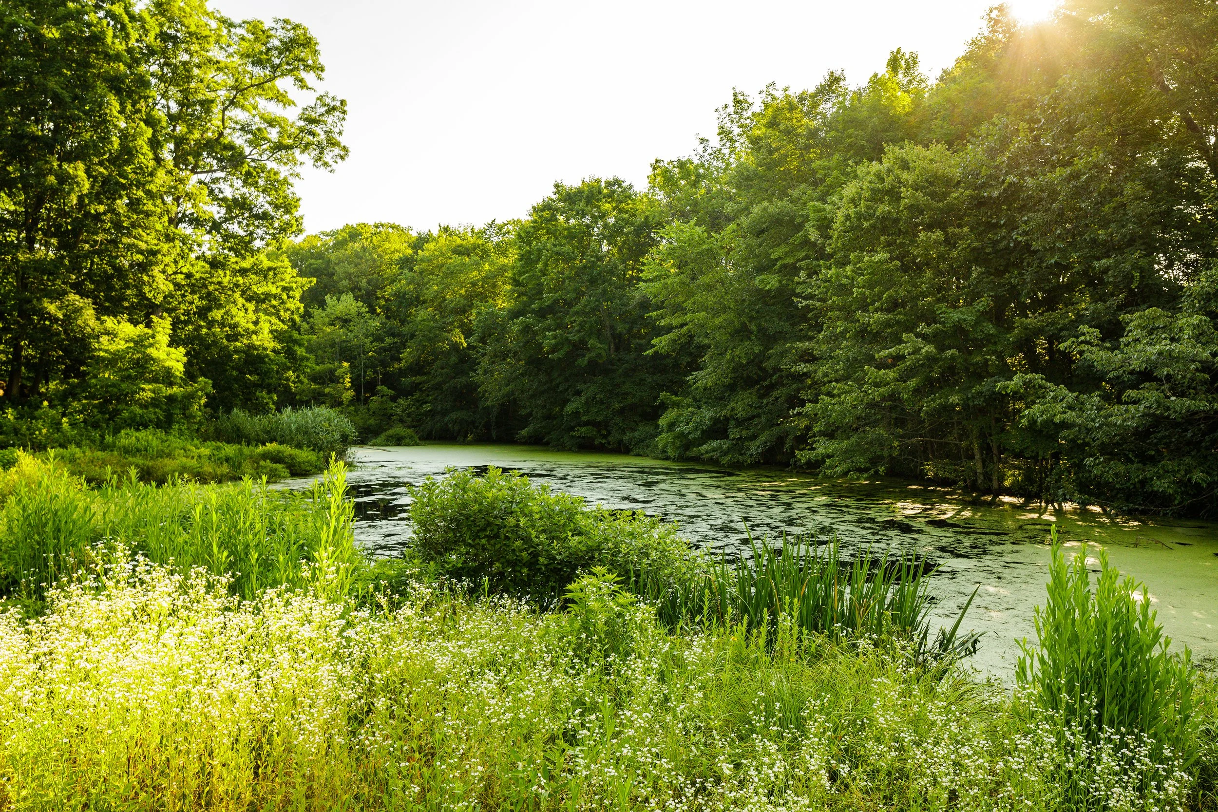 Natural Legacy-Sustainable Meadow Attracts Pollinators — JAMES DOYLE ...