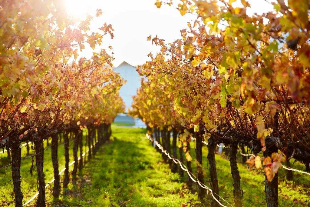 Gamble Family Vineyards // ProVintners