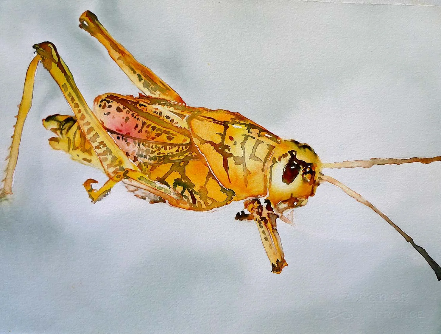 Newest work by watercolor artist Carol Carter — Carol Carter