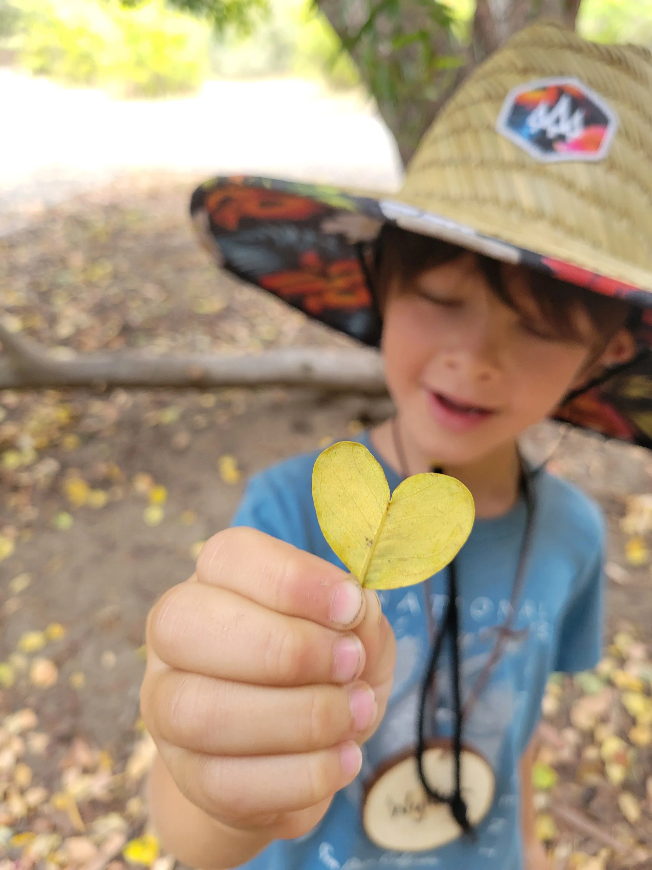 Procare App — The Native School Classroom
