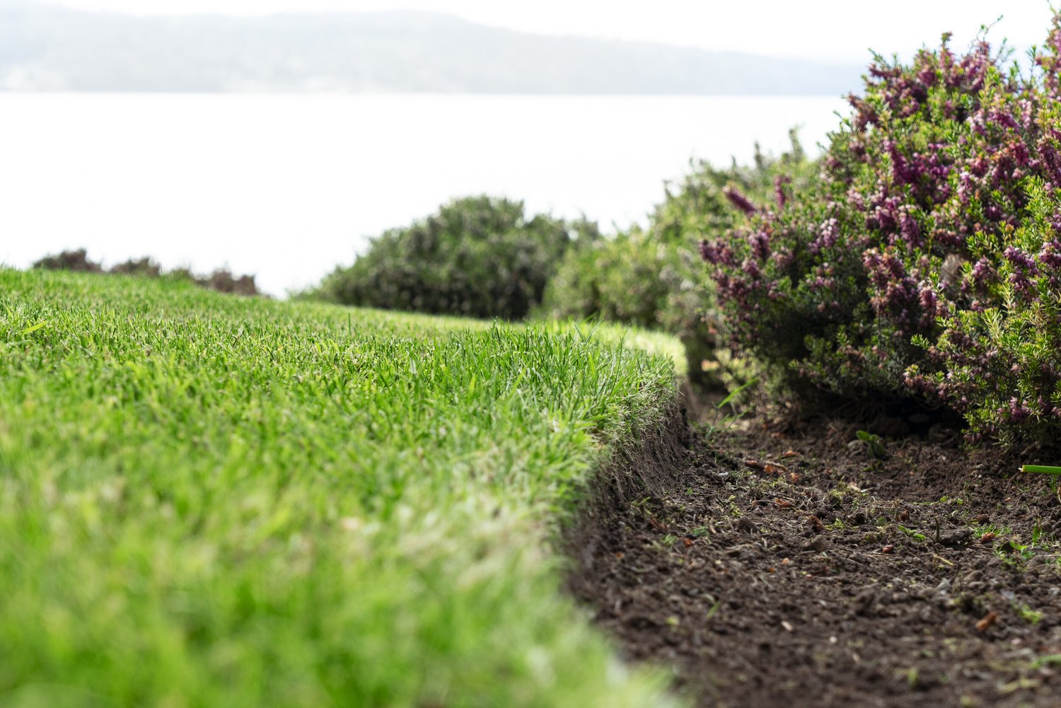 Popular Native Plants for your Garden | Victoria BC Landscaping ...