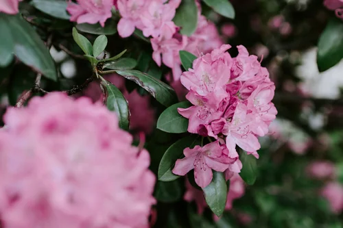 Popular Native Plants for your Garden | Victoria BC Landscaping ...