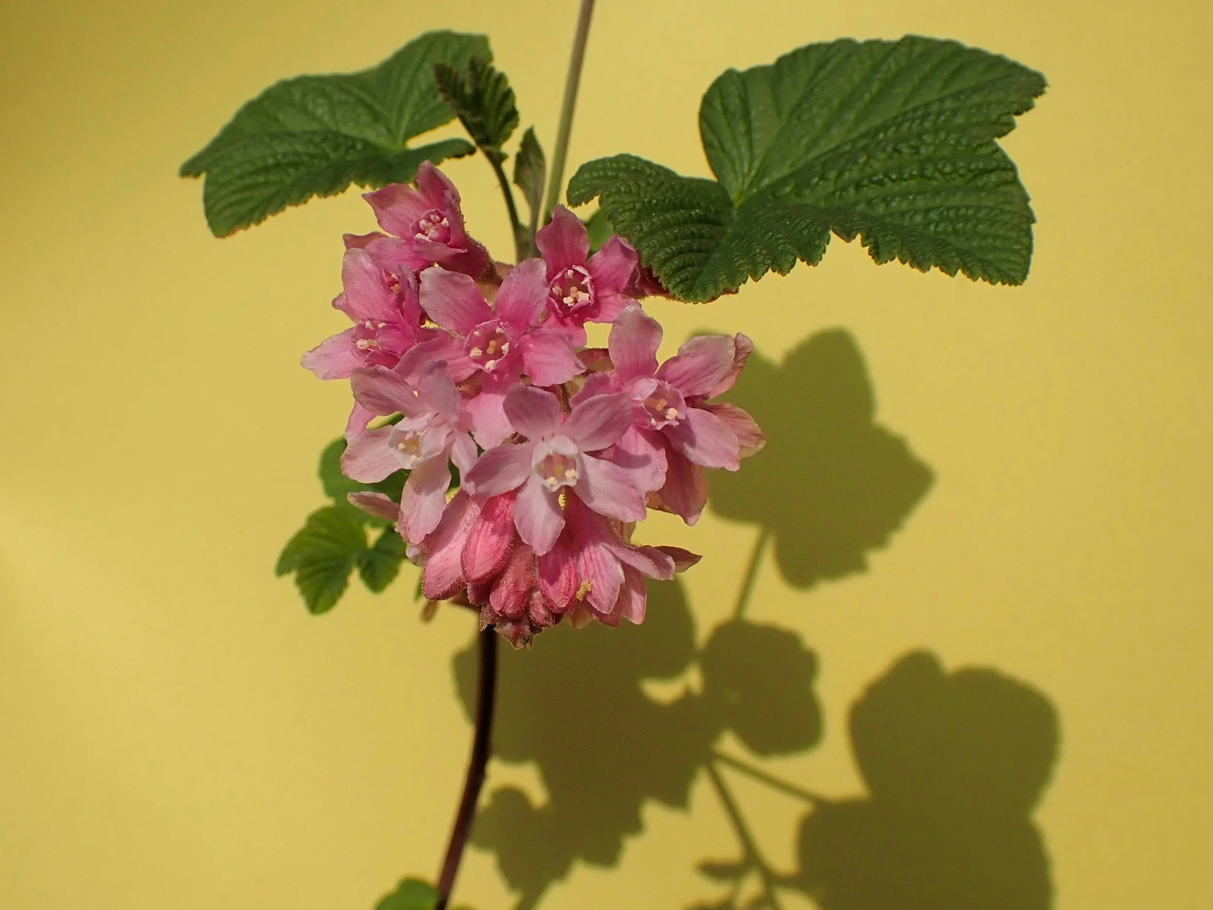 Popular Native Plants for your Garden | Victoria BC Landscaping ...