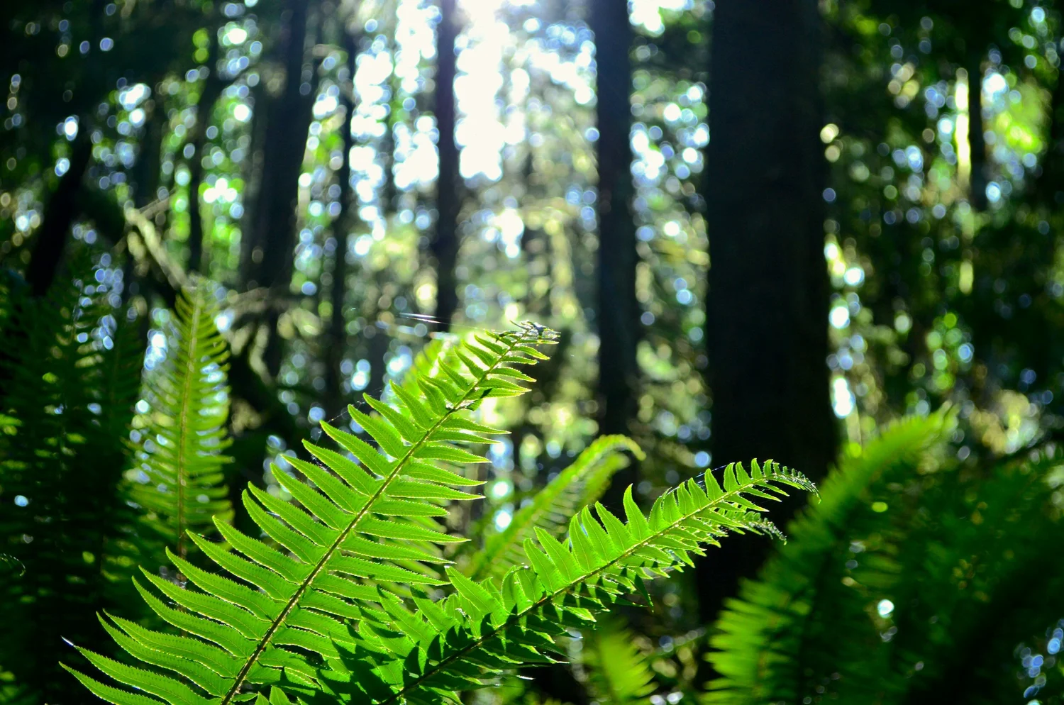 Popular Native Plants for your Garden | Victoria BC Landscaping ...