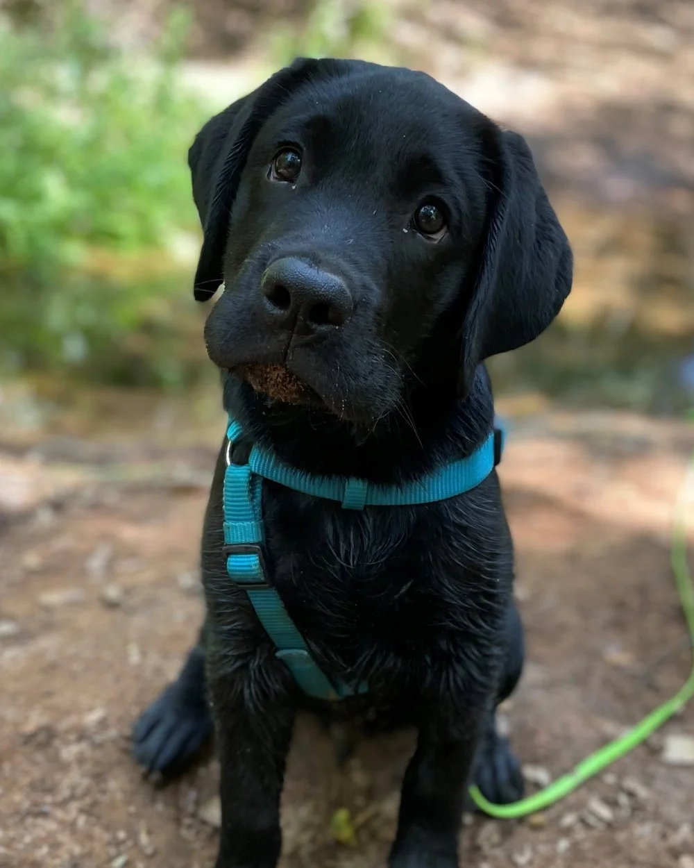 Our Dogs — Freedom Dogs