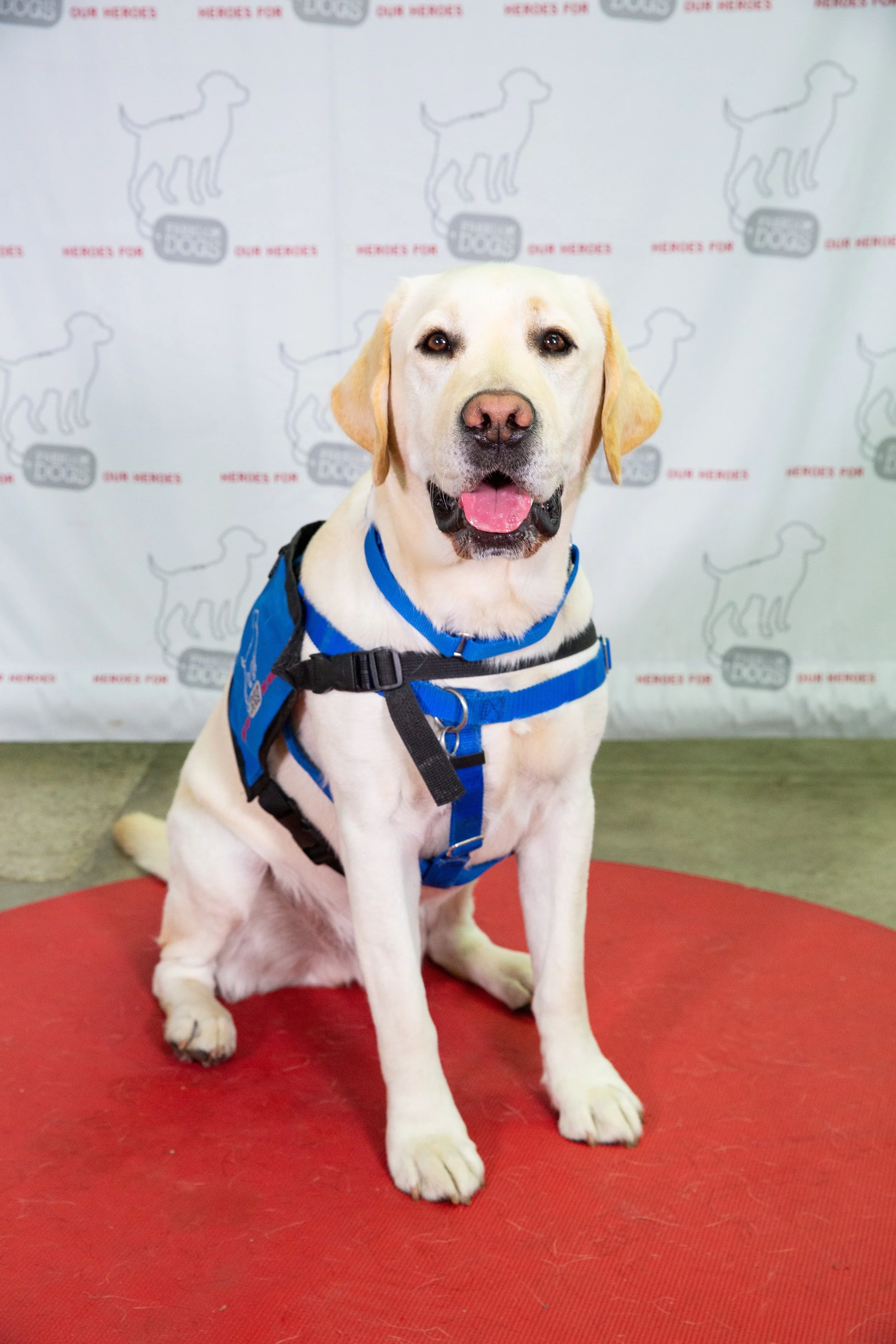 Our Dogs — Freedom Dogs