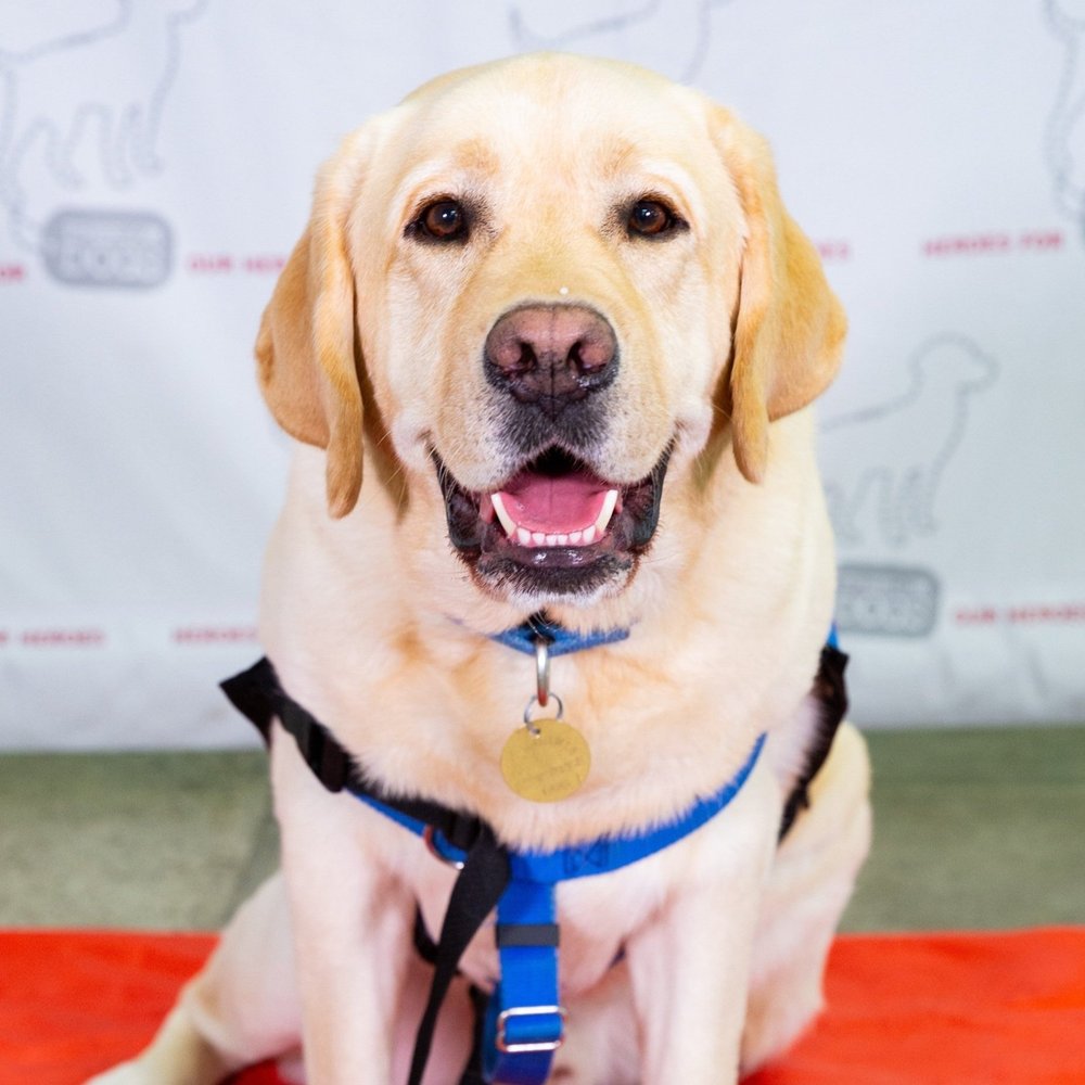 Our Dogs — Freedom Dogs